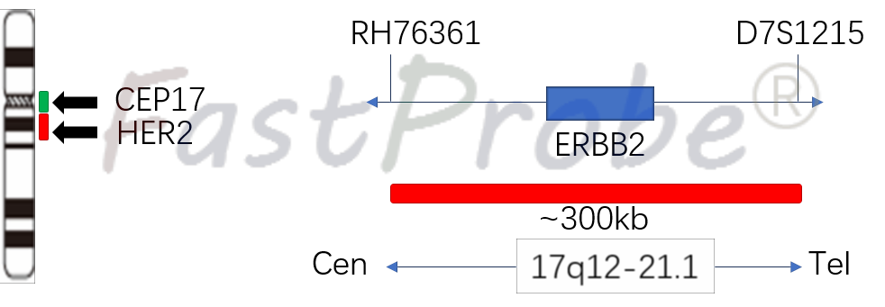 人类HER2基因扩增检测试剂盒（荧光原位杂交法）-武汉康录生物技术股份有限公司