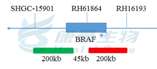 BRAF(7q34)基因断裂探针试剂（荧光原位杂交法）-武汉康录生物技术股份有限公司