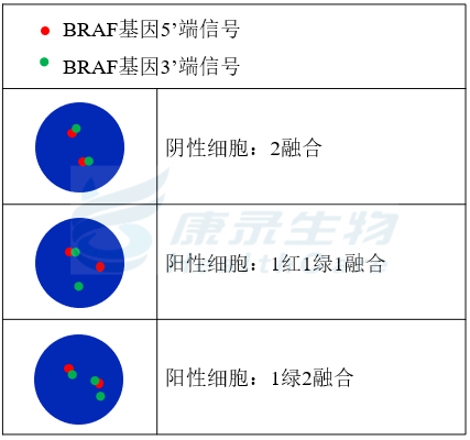 BRAF(7q34)基因断裂探针试剂（荧光原位杂交法）-武汉康录生物技术股份有限公司
