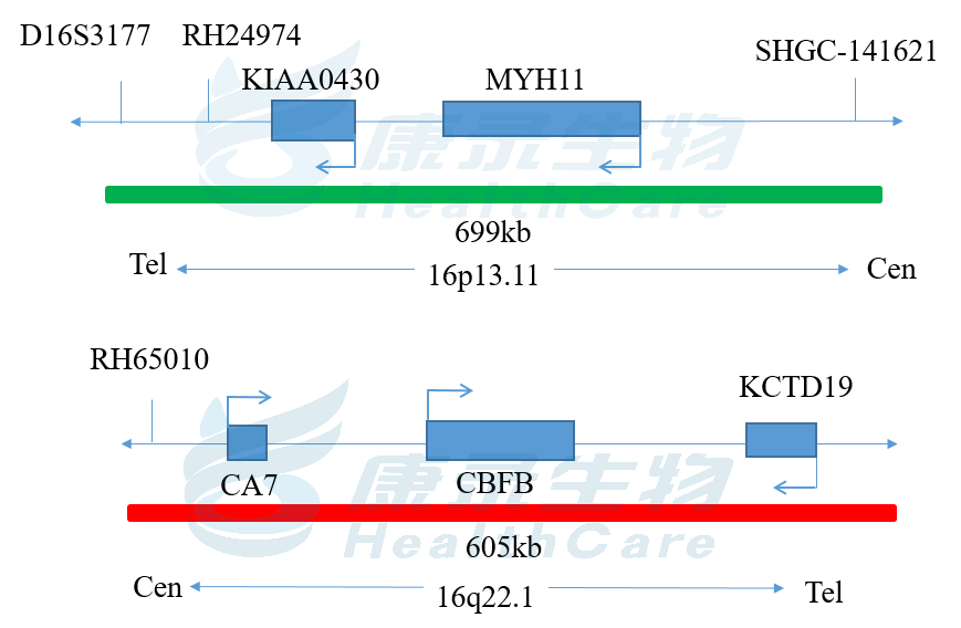 CBFB/MYH11融合基因探针试剂 （原位杂交法）-武汉康录生物技术股份有限公司