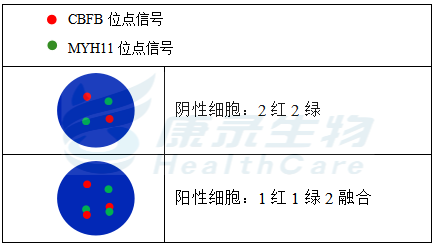 CBFB/MYH11融合基因探针试剂 （原位杂交法）-武汉康录生物技术股份有限公司