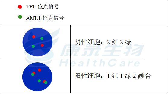 ETV6(TEL)/RUNX1(AML1)基因转位探针试剂（原位杂交法）-武汉康录生物技术股份有限公司