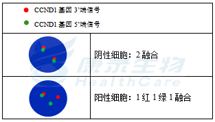 CCND1(BCL1)基因断裂探针试剂（原位杂交法）-武汉康录生物技术股份有限公司