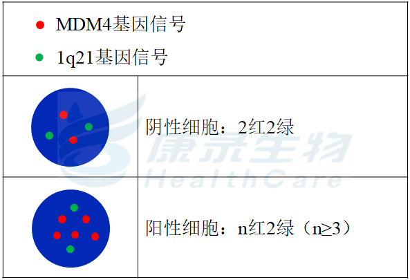MDM4基因扩增探针试剂（原位杂交法）-武汉康录生物技术股份有限公司