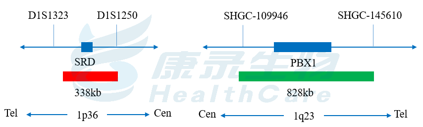 SRD（1p36）基因缺失探针试剂（荧光原位杂交法）-武汉康录生物技术股份有限公司