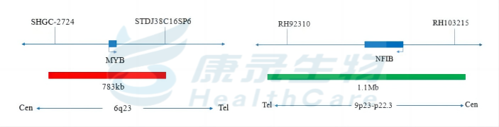 MYB/NFIB融合基因t (6;9)探针试剂（荧光原位杂交法）-武汉康录生物技术股份有限公司