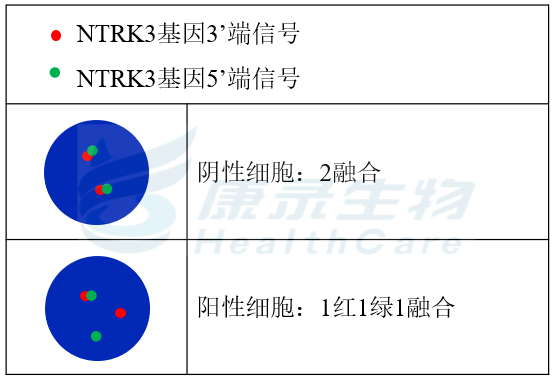 NTRK3(15q25)基因断裂探针试剂（荧光原位杂交法）-武汉康录生物技术股份有限公司