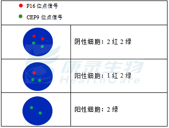 CDKN2A （9p21）探针试剂（原位杂交法）-武汉康录生物技术股份有限公司
