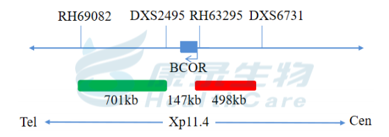 BCOR（Xp11.4)基因断裂探针试剂（荧光原位杂交法）-武汉康录生物技术股份有限公司