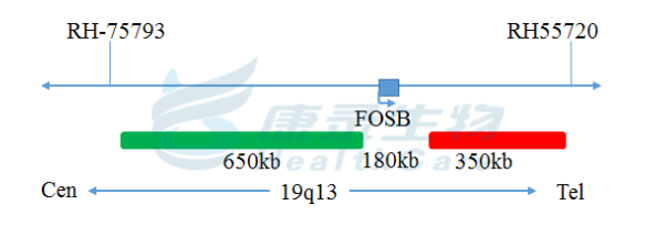 FOSB（19q13）基因断裂探针试剂（荧光原位杂交法）-武汉康录生物技术股份有限公司