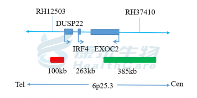 IRF4（6p25）基因断裂探针试剂（荧光原位杂交法）-武汉康录生物技术股份有限公司
