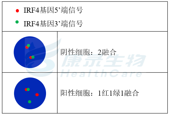 IRF4（6p25）基因断裂探针试剂（荧光原位杂交法）-武汉康录生物技术股份有限公司