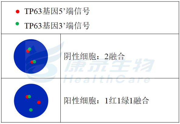 TP63（3q28）基因断裂探针试剂（荧光原位杂交法）-武汉康录生物技术股份有限公司