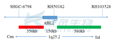 ABL2(1q25)基因断裂探针试剂（荧光原位杂交法）-武汉康录生物技术股份有限公司