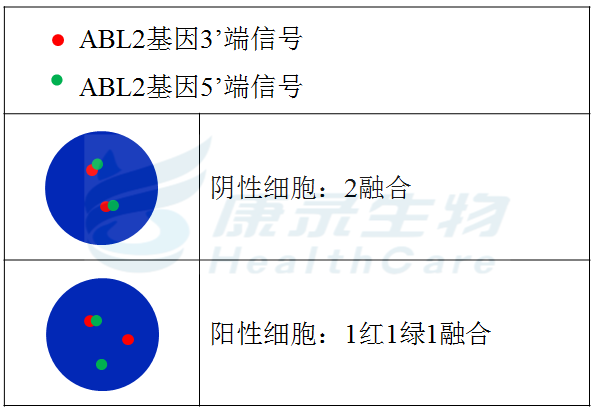 ABL2(1q25)基因断裂探针试剂（荧光原位杂交法）-武汉康录生物技术股份有限公司