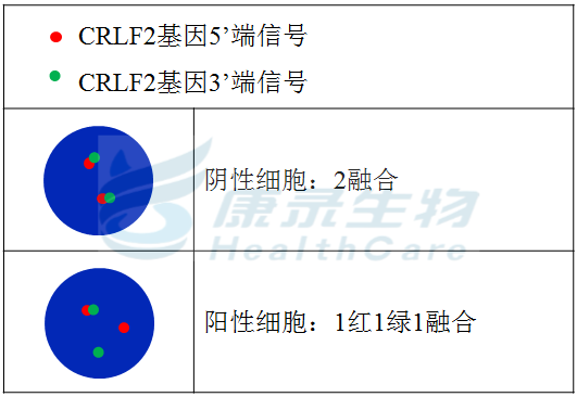 ABL1/ABL2/PDGFRB/CRLF2/JAK2基因断裂探针试剂（荧光原位杂交法）-CRLF2断裂-武汉康录生物技术股份有限公司