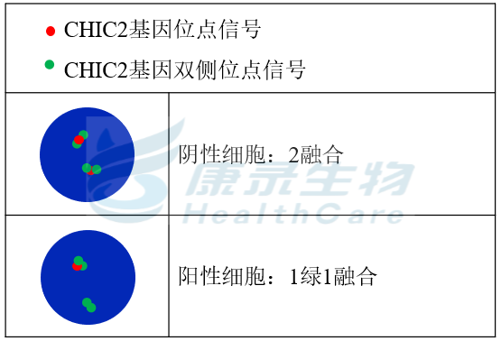 FGFR1/PDGFRA/PDGFRB基因断裂探针试剂 （荧光原位杂交法）-PDGFRA断裂-武汉康录生物技术股份有限公司