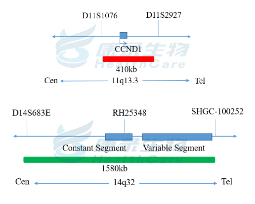 [IGH/CCND1]/[IGH/MAF]/[IGH/MAFB]/[IGH/FGFR3]融合基因探针试剂（荧光原位杂交法）-CCND1/IGH ...