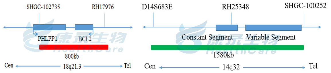 BCL6/MYC/IGH/[BCL2/IGH]基因探针试剂（荧光原位杂交法）-BCL2/IGH融合-武汉康录生物技术股份有限公司