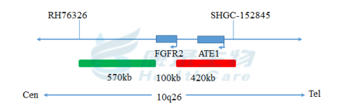 FGFR2（10q26）基因断裂探针试剂（荧光原位杂交法）-武汉康录生物技术股份有限公司