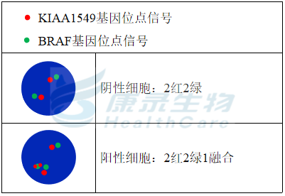 BRAF/KIAA1549融合基因t(7;7)探针试剂（荧光原位杂交法）-武汉康录生物技术股份有限公司
