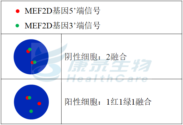 MEF2D（1q22）基因断裂探针试剂（荧光原位杂交法）-武汉康录生物技术股份有限公司