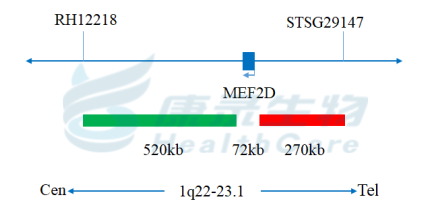 MEF2D（1q22）基因断裂探针试剂（荧光原位杂交法）-武汉康录生物技术股份有限公司
