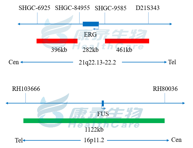 FUS/ERG融合基因探针试剂（原位杂交法）-武汉康录生物技术股份有限公司