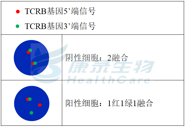 TCRB（7q34）基因断裂探针试剂（原位杂交法）-武汉康录生物技术股份有限公司