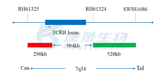 TCRB（7q34）基因断裂探针试剂（原位杂交法）-武汉康录生物技术股份有限公司