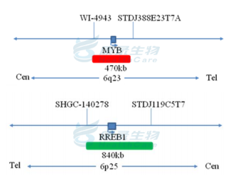 6q/6p/9p/11q/8q/10q检测探针试剂（荧光原位杂交法）-MYB/RREB1-武汉康录生物技术股份有限公司