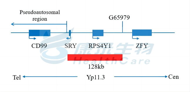 SRY/CEPX探针试剂（荧光原位杂交法）-武汉康录生物技术股份有限公司